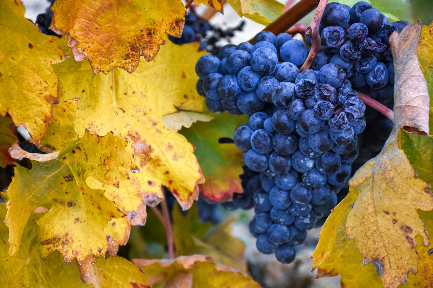 En guide till Riojas röda viner - Vinston